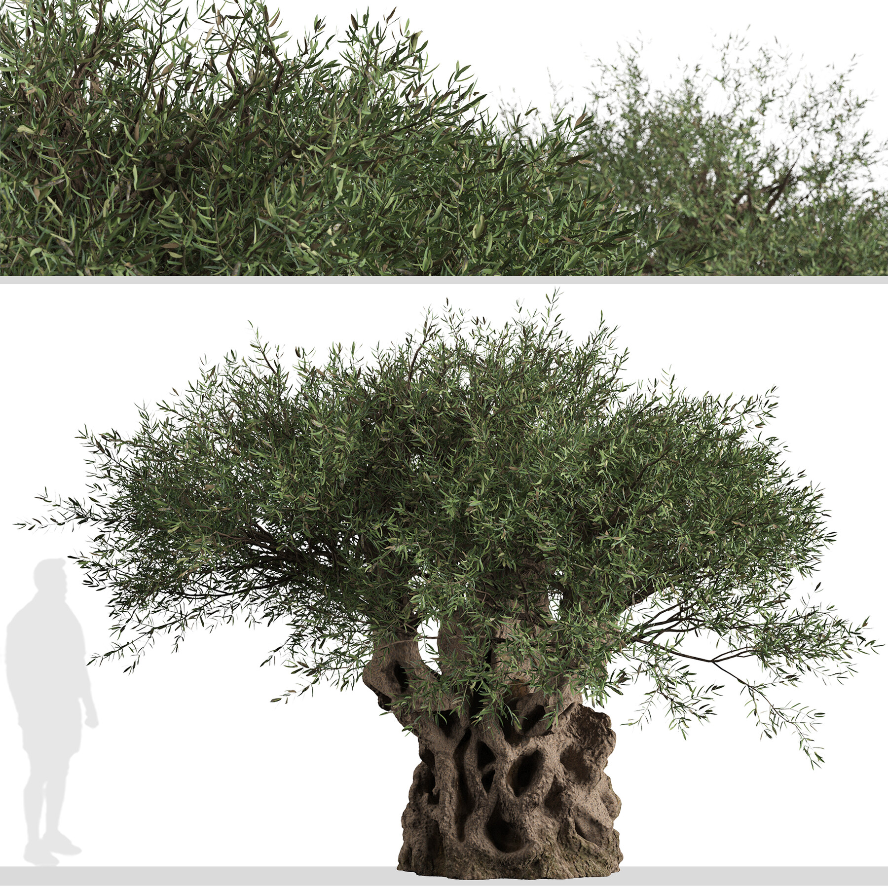 ArtStation - Set of Olive Trees (Olea europaea) (2 Trees) 3D Model | Resources