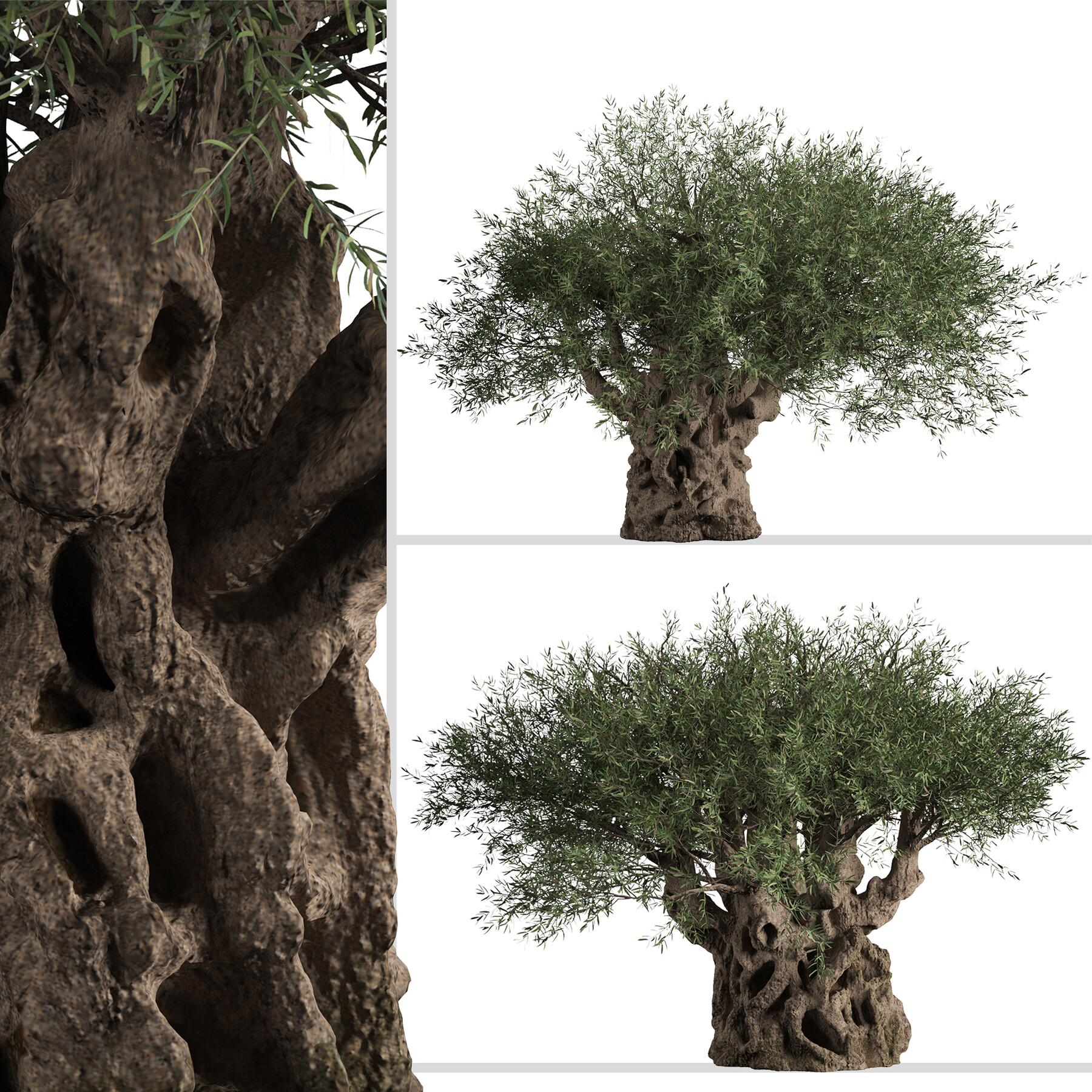 ArtStation - Set of Olive Trees (Olea europaea) (2 Trees) 3D Model ...