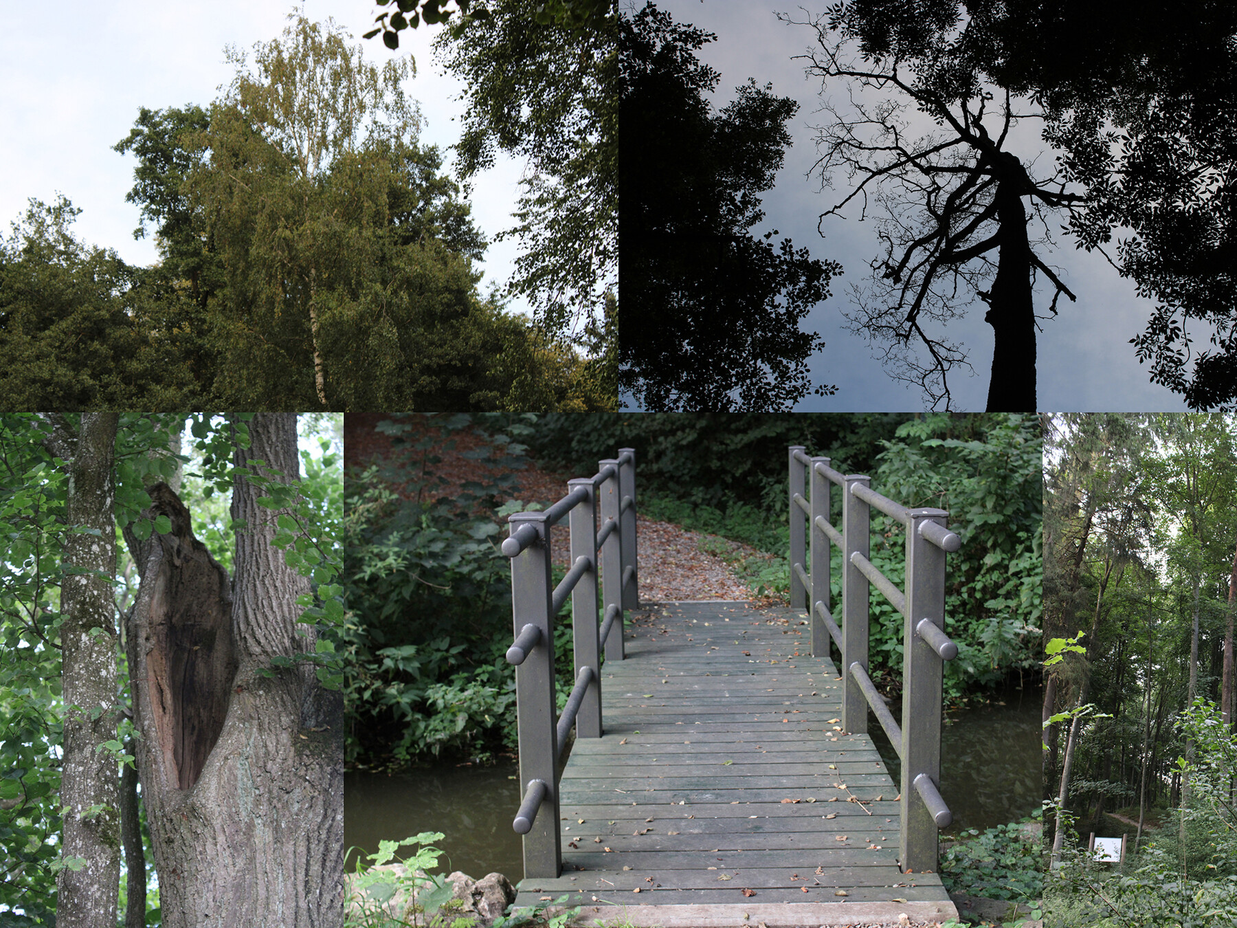 ArtStation - Forest Reference Pack Vol. 1 | Resources