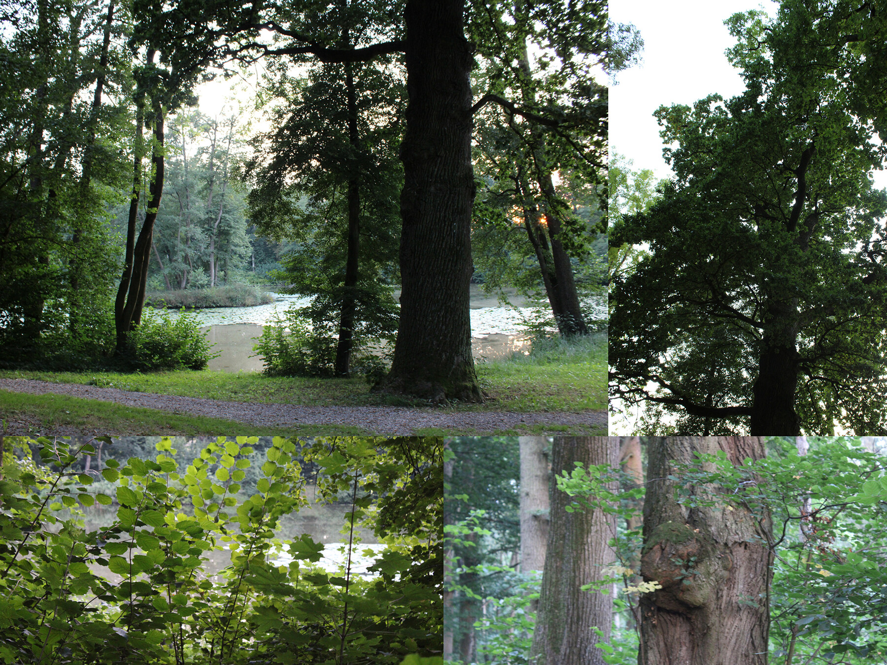 ArtStation - Forest Reference Pack Vol. 1 | Resources