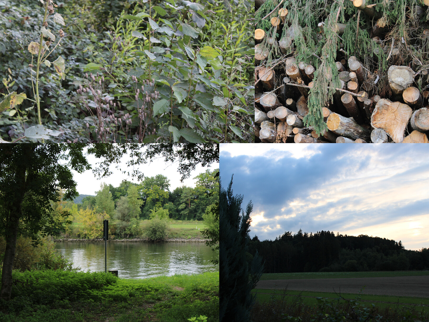 ArtStation - Forest Reference Pack Vol. 3 | Resources