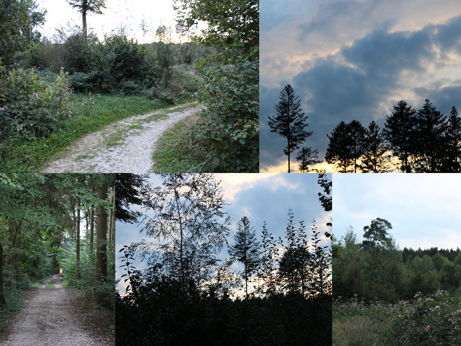 ArtStation - Forest Reference Pack Vol. 3 | Resources