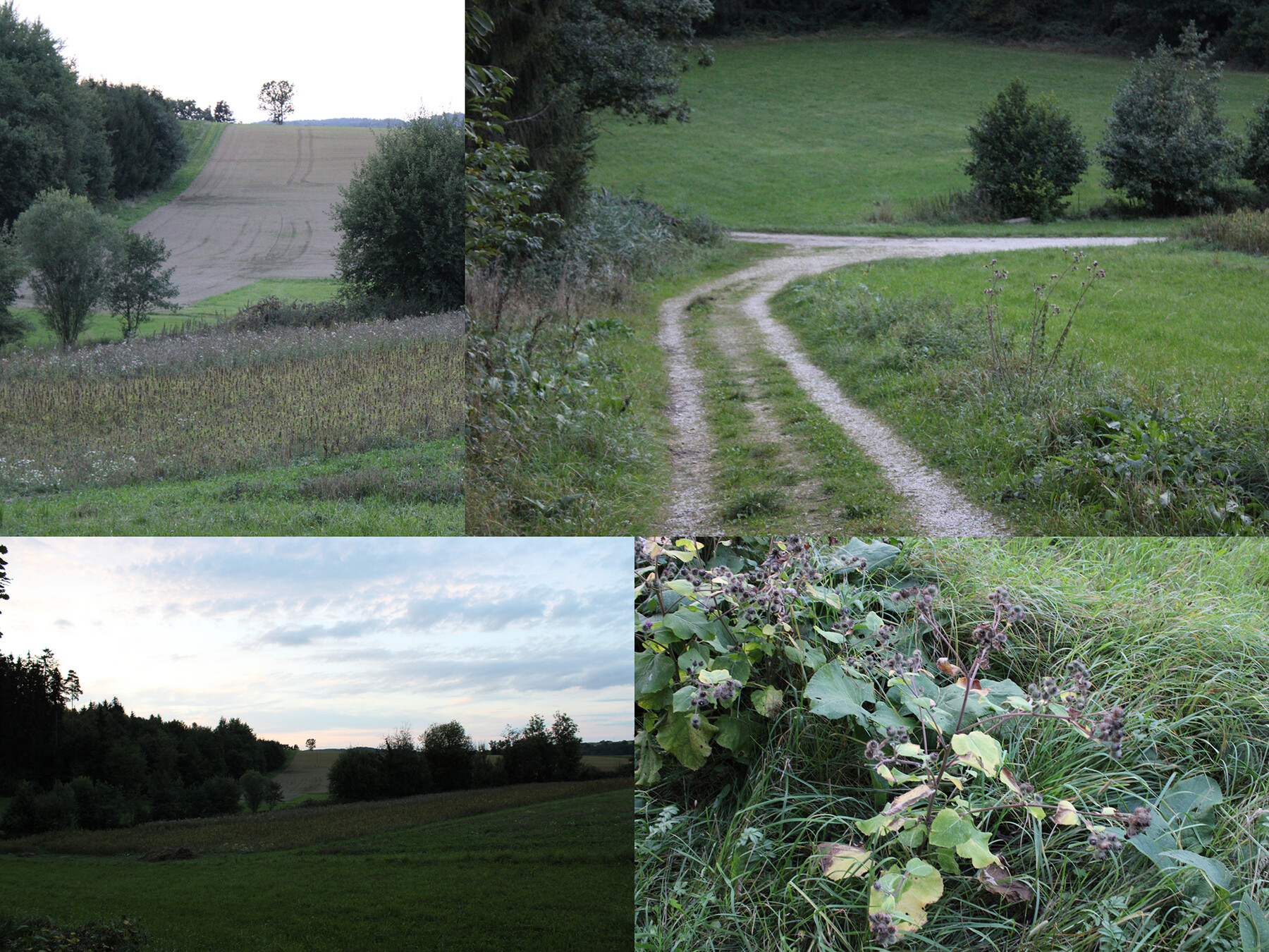 ArtStation - Forest Reference Pack Vol. 3 | Resources