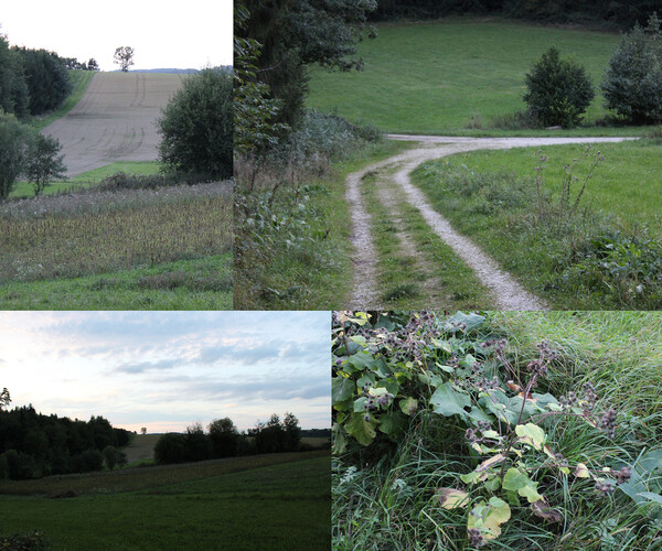 ArtStation - Forest Reference Pack Vol. 3 | Resources