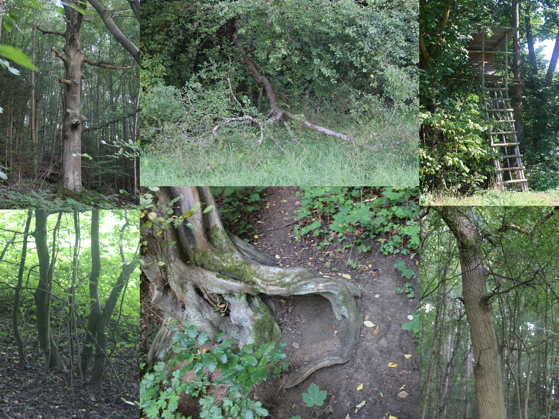 ArtStation - Forest Reference Pack Vol. 4 | Resources