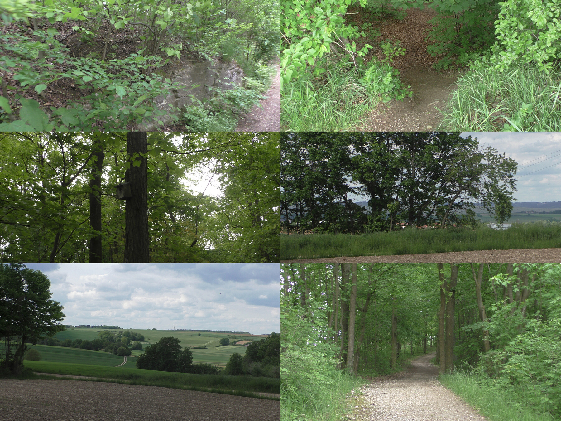 ArtStation - Forest Reference Pack Vol. 5 | Resources