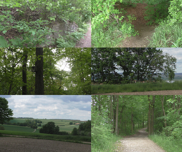 ArtStation - Forest Reference Pack Vol. 5 | Resources