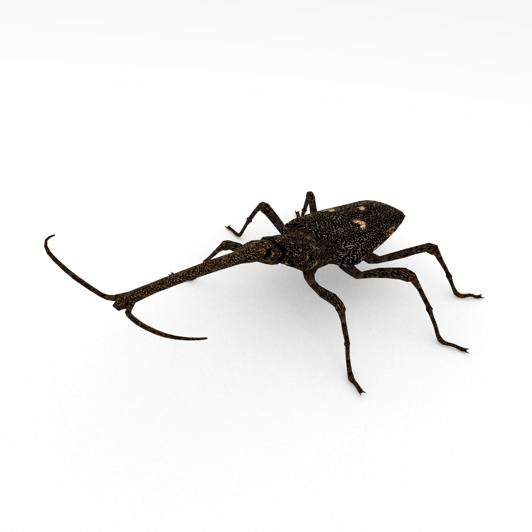ArtStation - New Zealand giraffe weevil | Resources