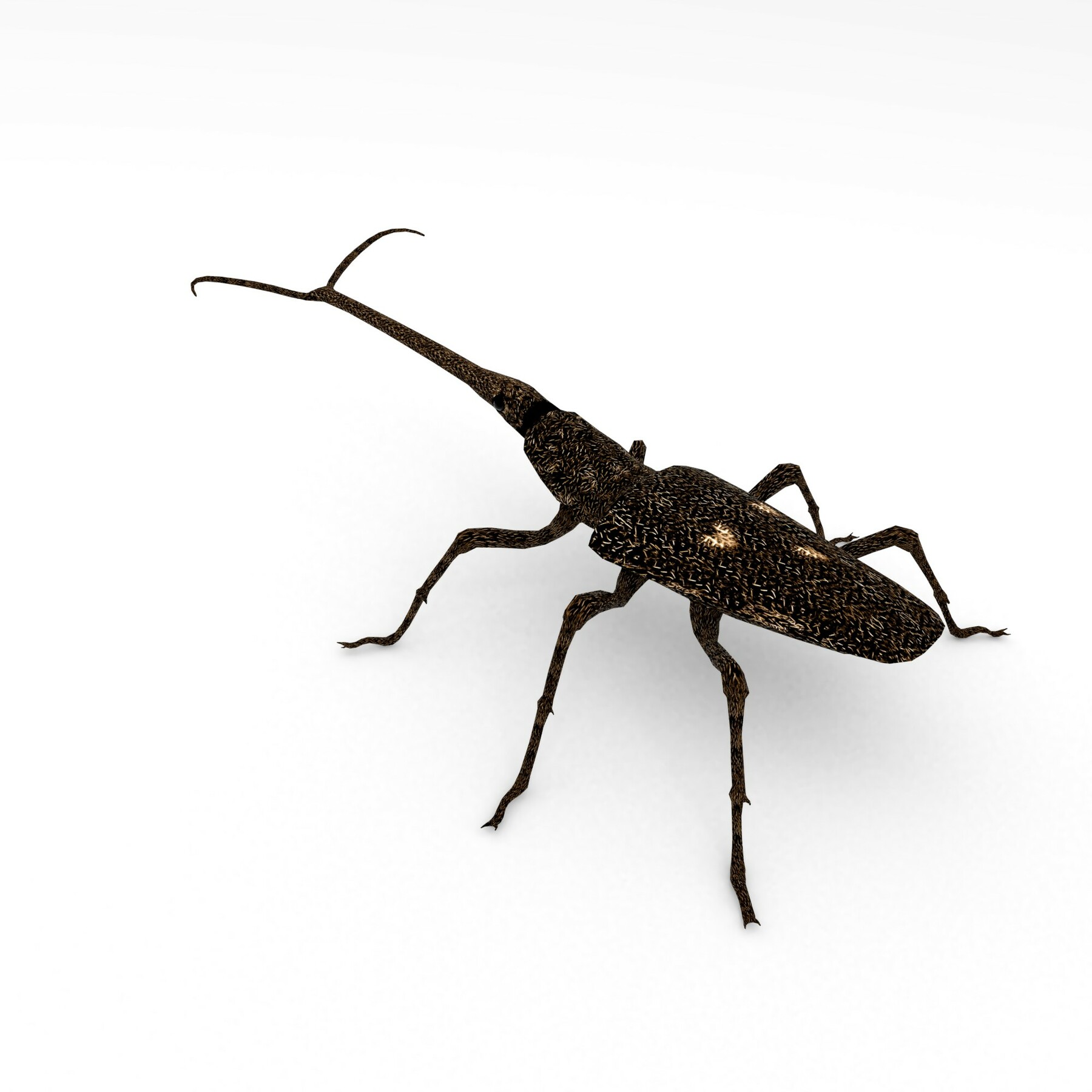 ArtStation - New Zealand giraffe weevil | Resources