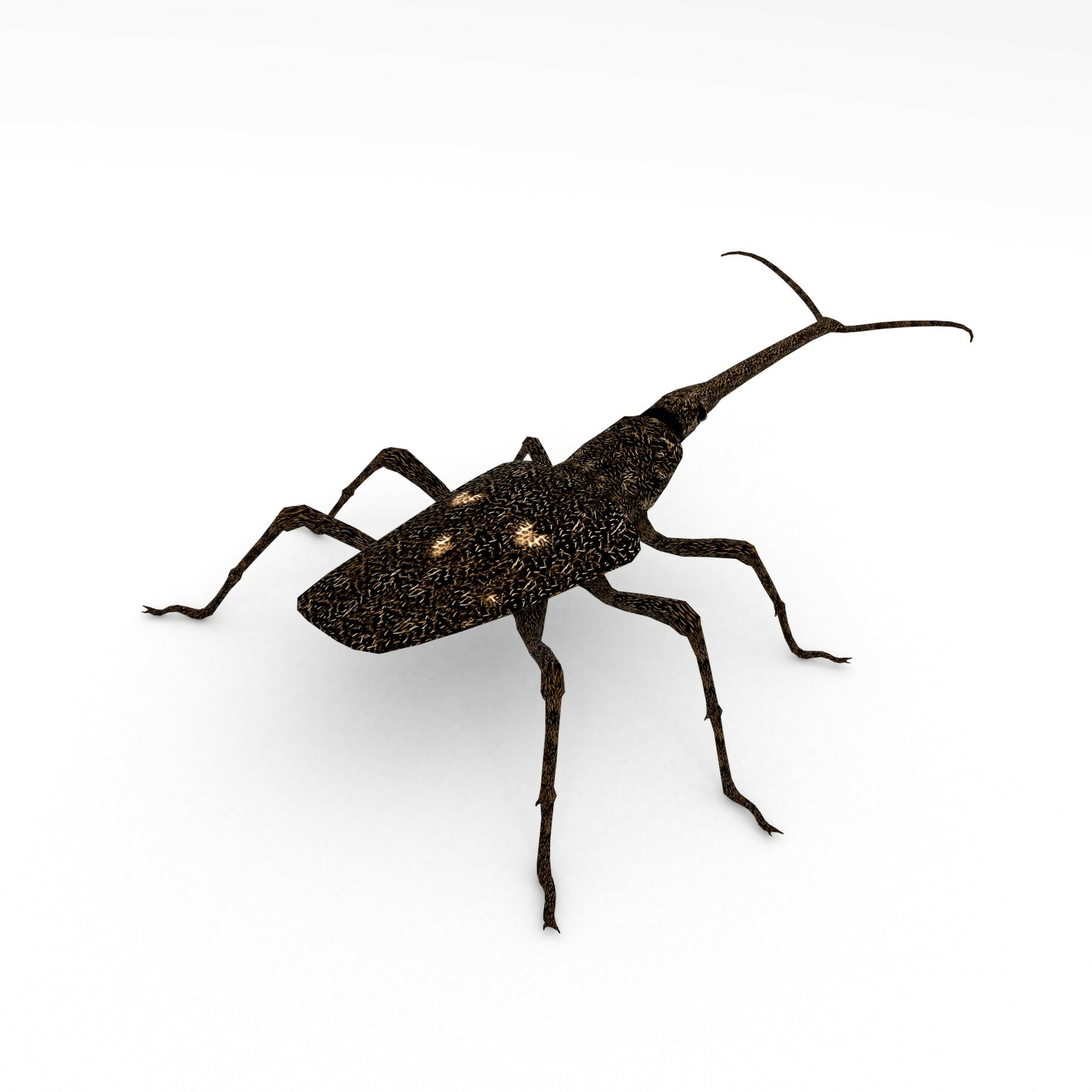 ArtStation - New Zealand giraffe weevil | Resources