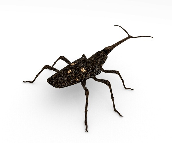 ArtStation - New Zealand giraffe weevil | Resources