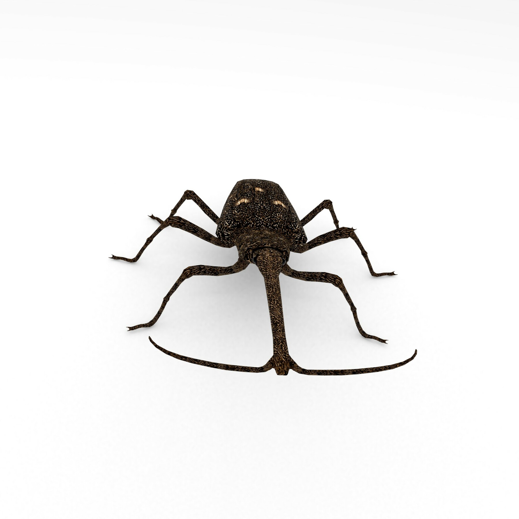 ArtStation - New Zealand giraffe weevil | Resources