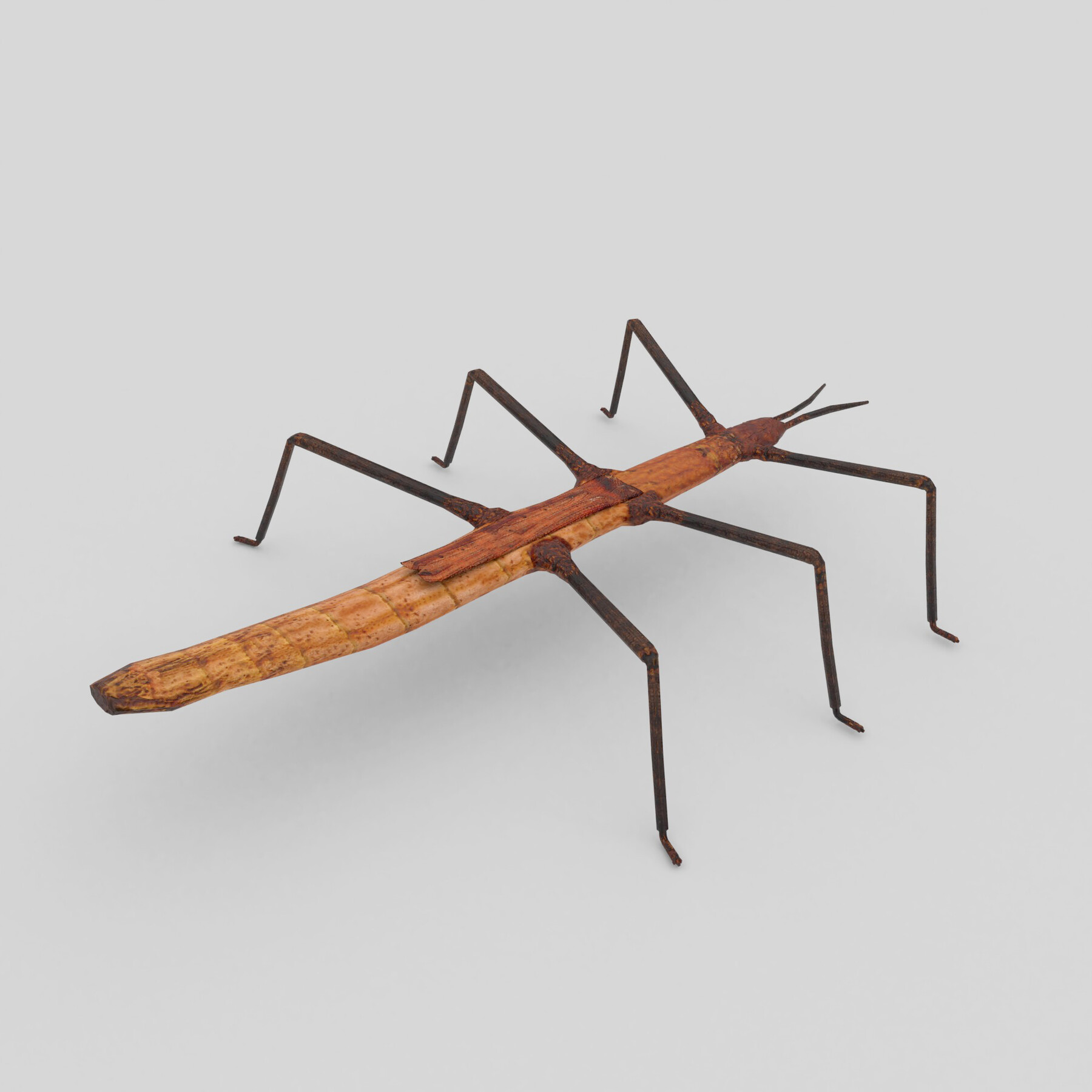 ArtStation - Stick Insect | Resources