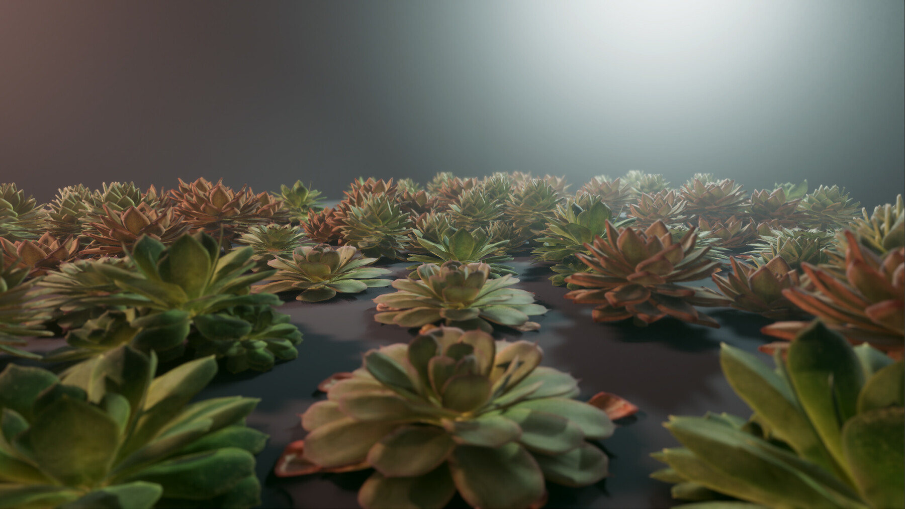 ArtStation - Succulents Package | Game Assets