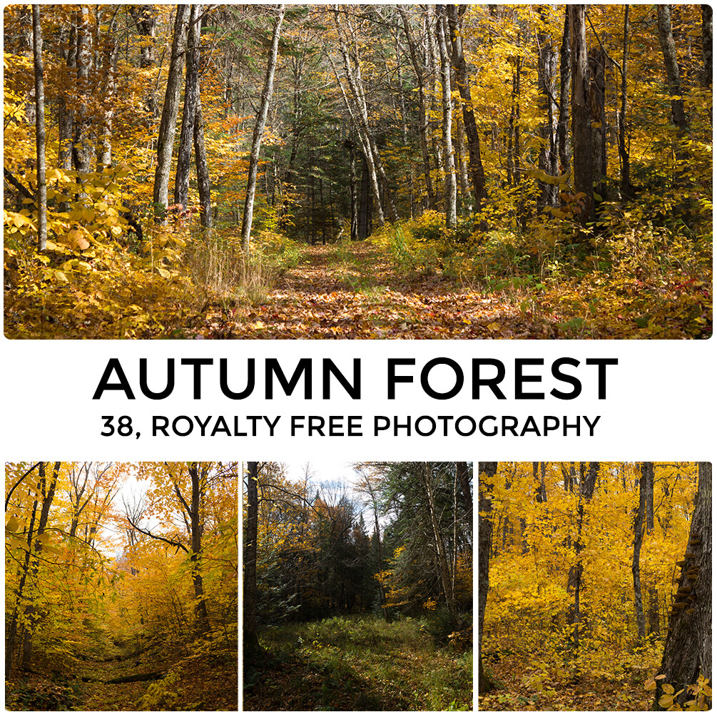 ArtStation - AUTUMN FOREST, References Photography Pack | Resources