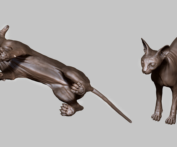 ArtStation - CAT - sculpt/retopology/uvs | Resources