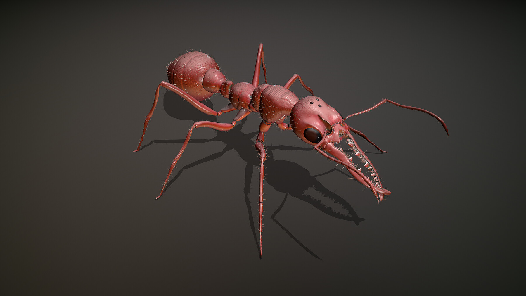 ArtStation - Ant Bulldog | Game Assets