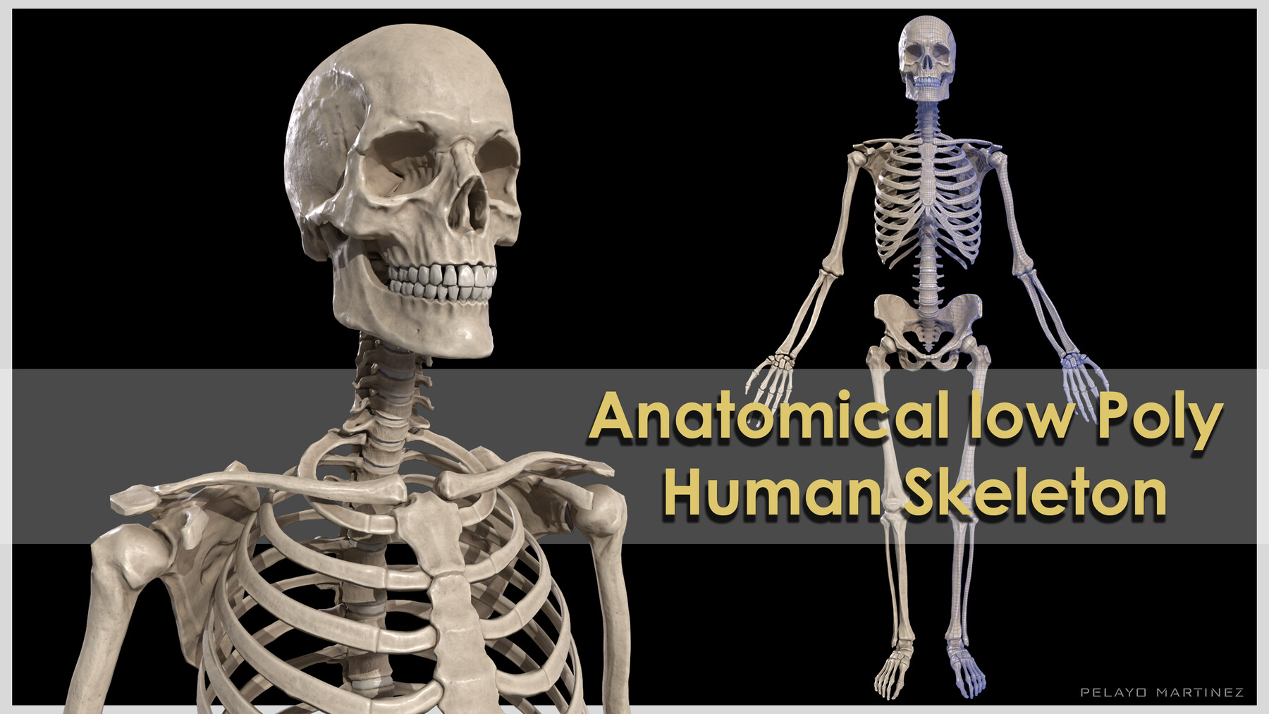 ArtStation - Anatomical High Quality low poly Human Skeleton | Game Assets