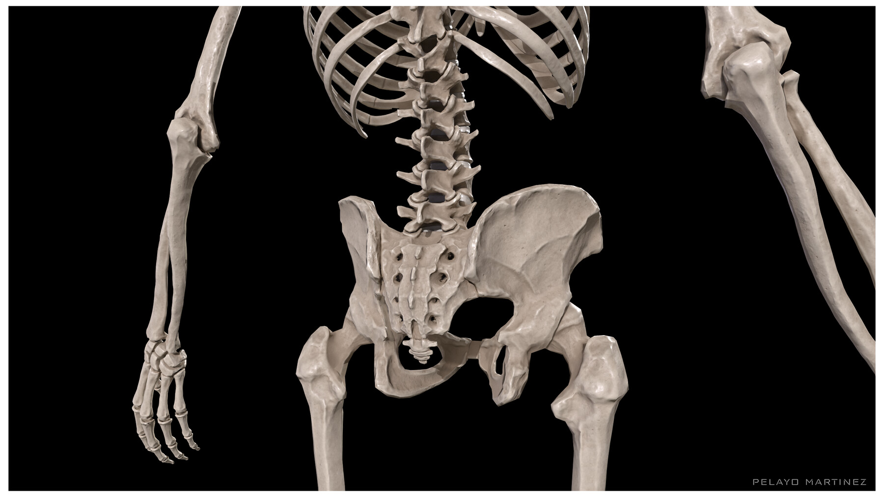 ArtStation - Anatomical High Quality low poly Human Skeleton | Game Assets