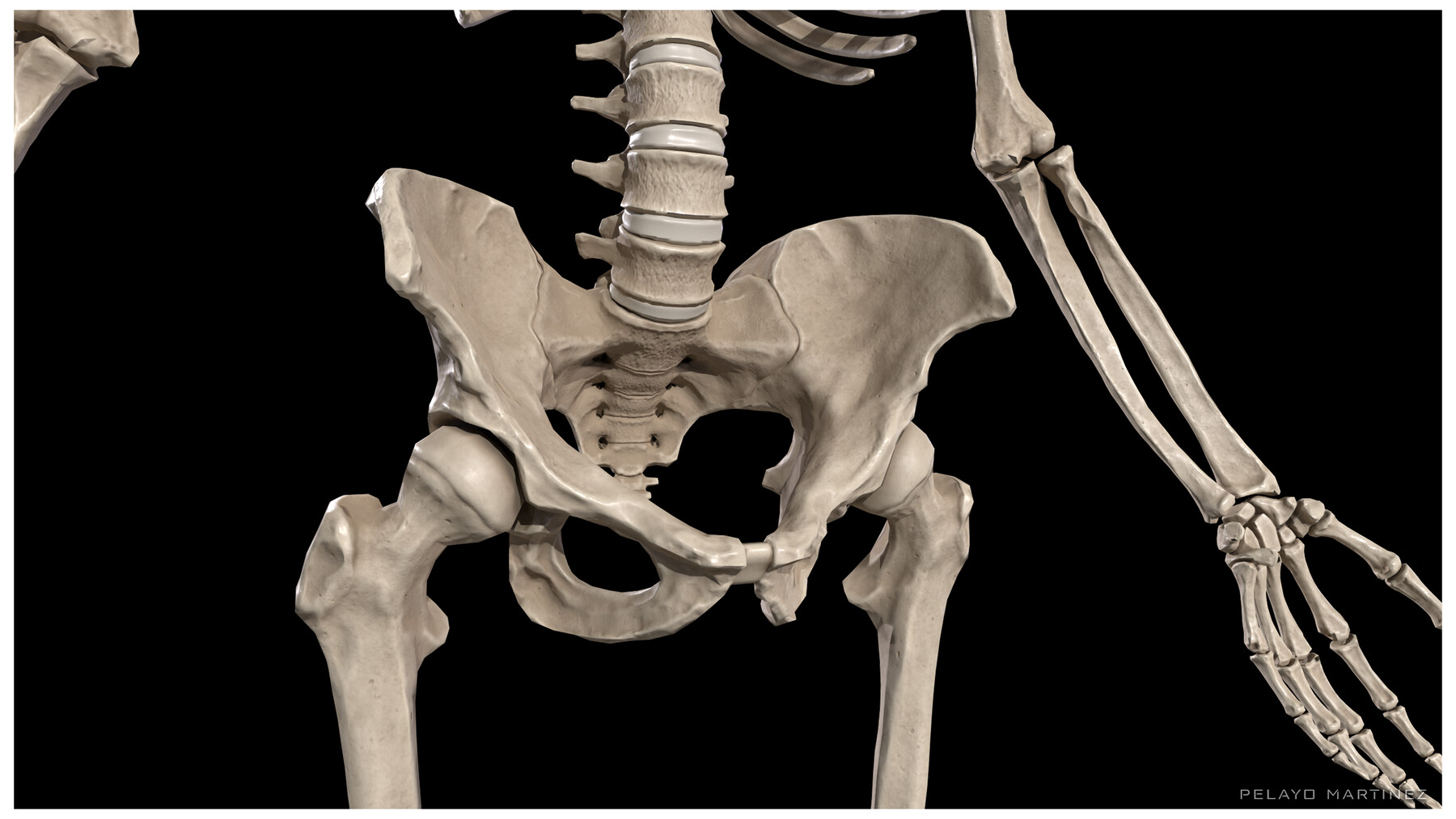 ArtStation - Anatomical High Quality low poly Human Skeleton | Game Assets