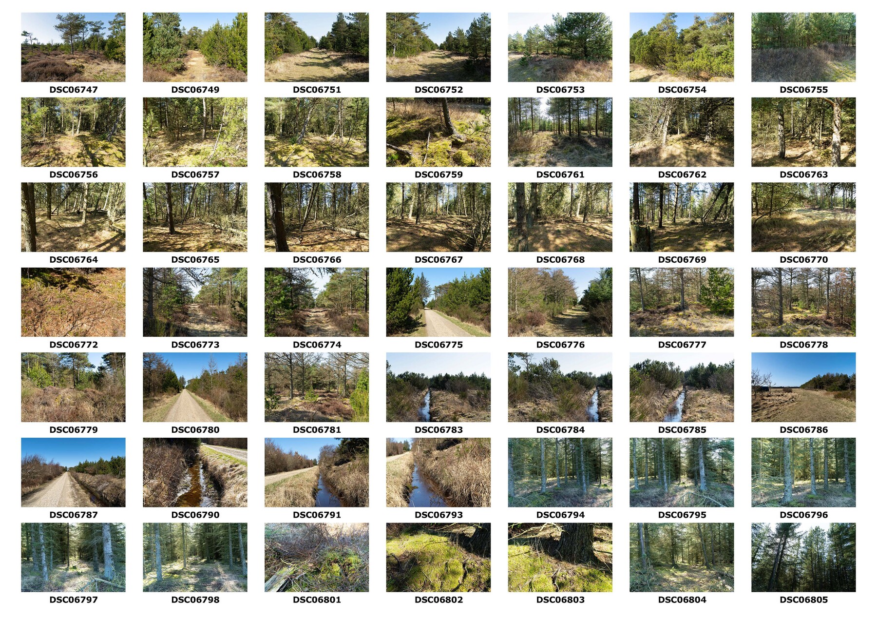 ArtStation - THY VOL.3 - NORDIC PINE FOREST / Photo Reference / 400 ...