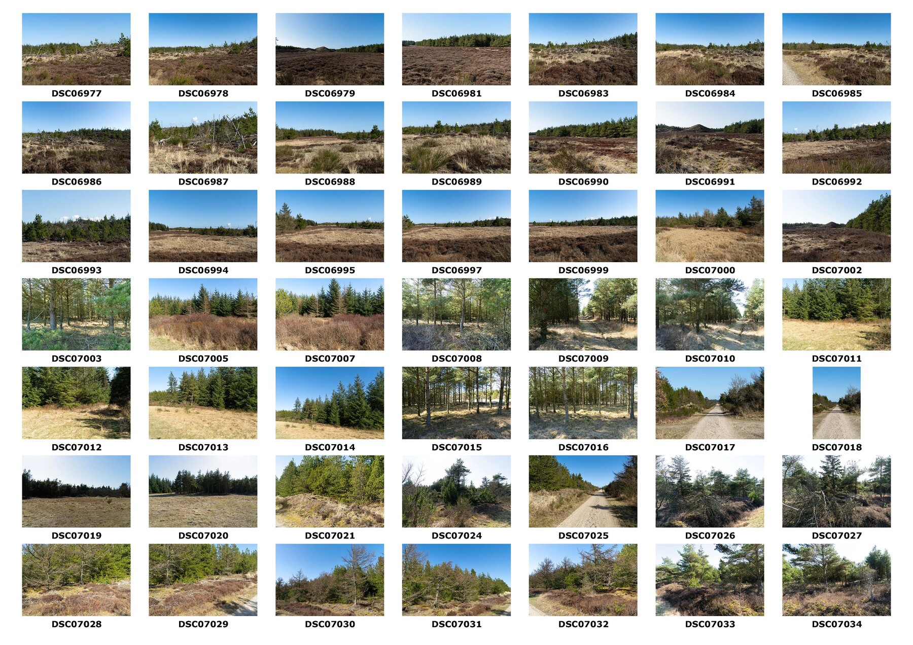 ArtStation - THY VOL.3 - NORDIC PINE FOREST / Photo Reference / 400 ...