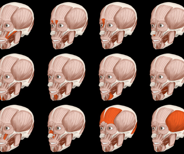 ArtStation - Face Muscles (Anterolateral View) | Artworks