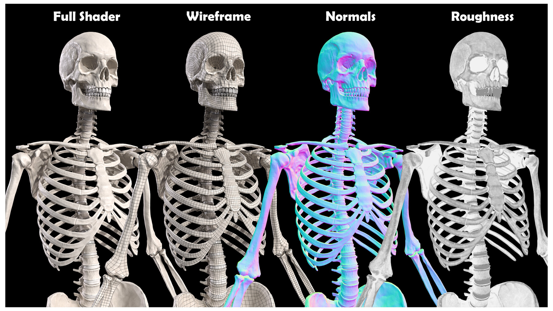 ArtStation - Anatomical High Quality low poly Human Skeleton | Game Assets