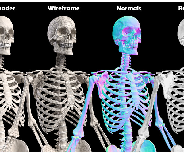 ArtStation - Anatomical High Quality low poly Human Skeleton | Game Assets