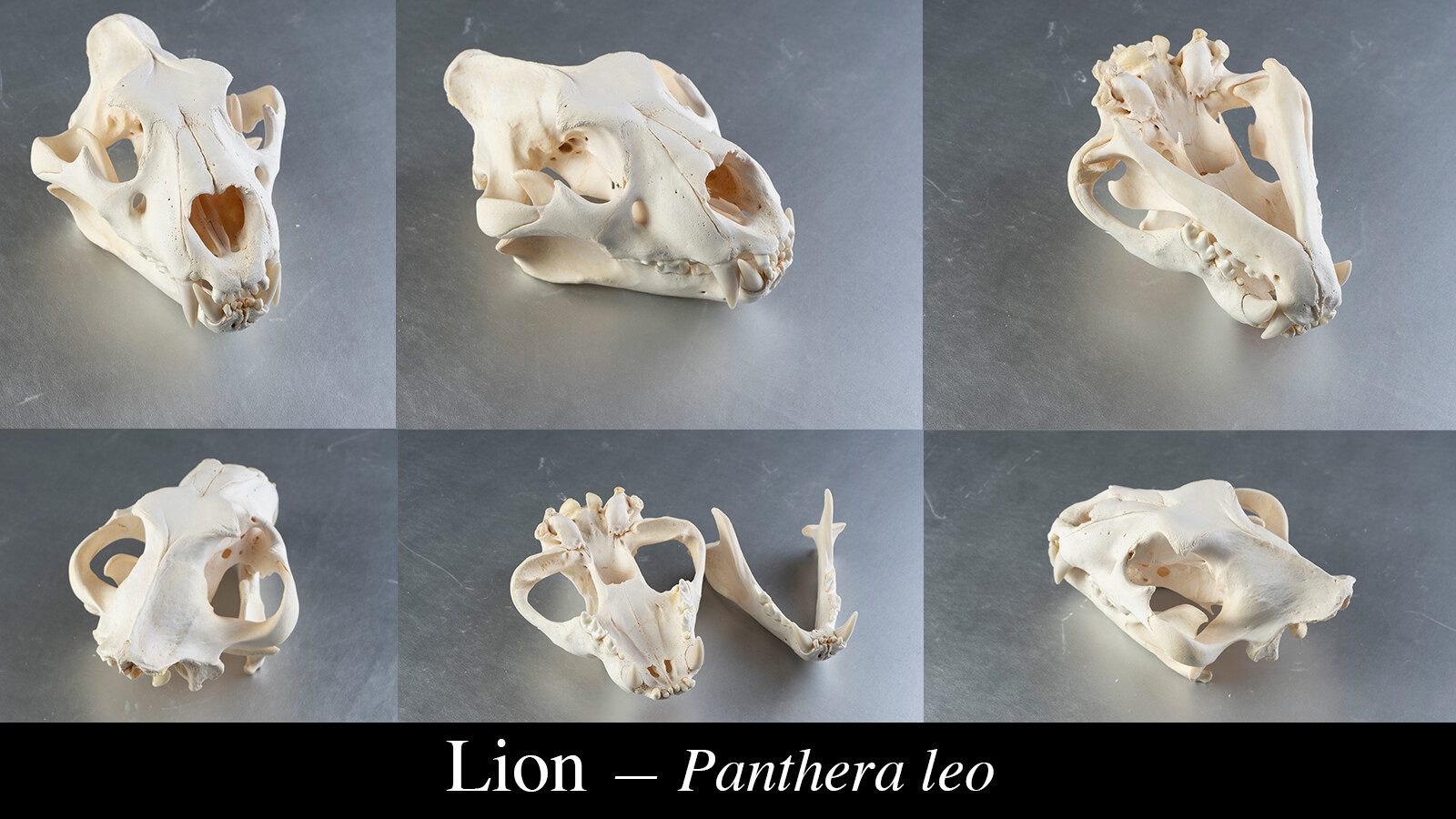 ArtStation - 1200+ Turnaround Skull Collection Reference Pictures ...