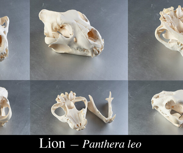 ArtStation - 1200+ Turnaround Skull Collection Reference Pictures ...