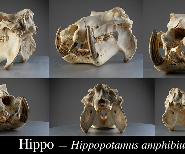 ArtStation - 1200+ Turnaround Skull Collection Reference Pictures ...