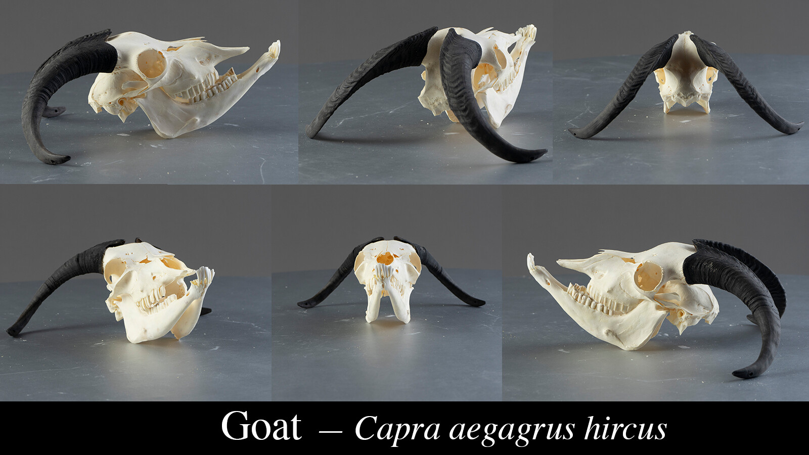 Grafit Studio - 1200+ Turnaround Skull Collection Reference Pictures