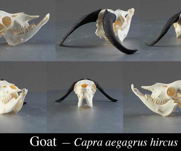 ArtStation - 1200+ Turnaround Skull Collection Reference Pictures ...