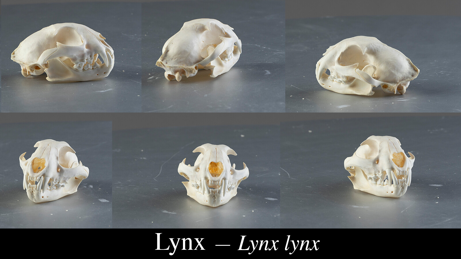 ArtStation - 1200+ Turnaround Skull Collection Reference Pictures ...