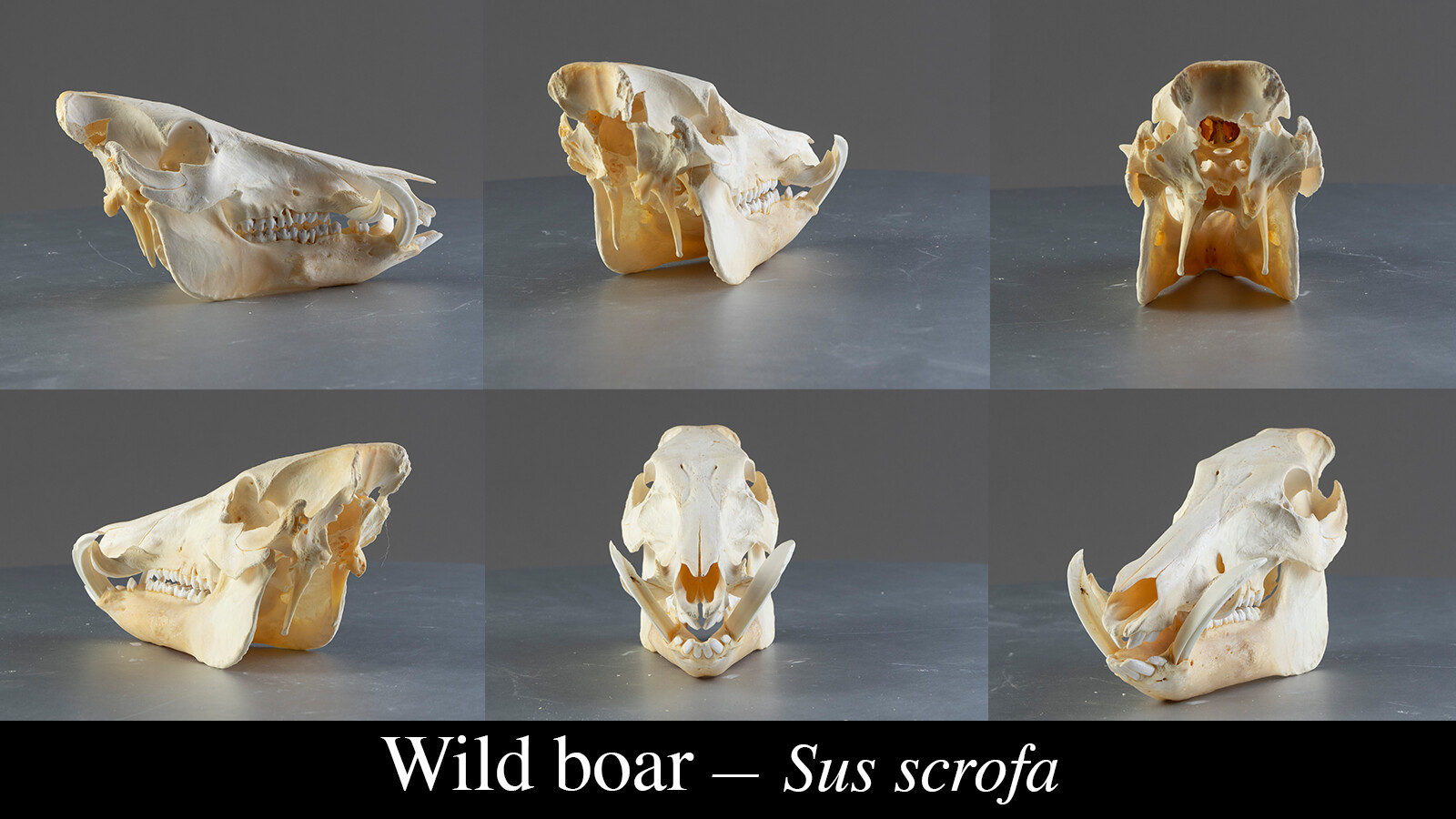 ArtStation - 1200+ Turnaround Skull Collection Reference Pictures ...