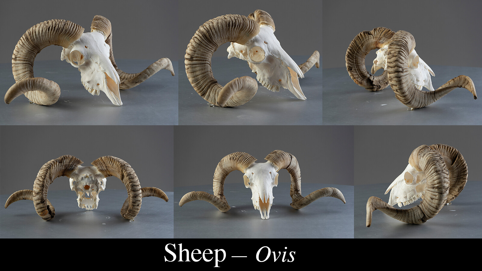 Grafit Studio - 1200+ Turnaround Skull Collection Reference Pictures