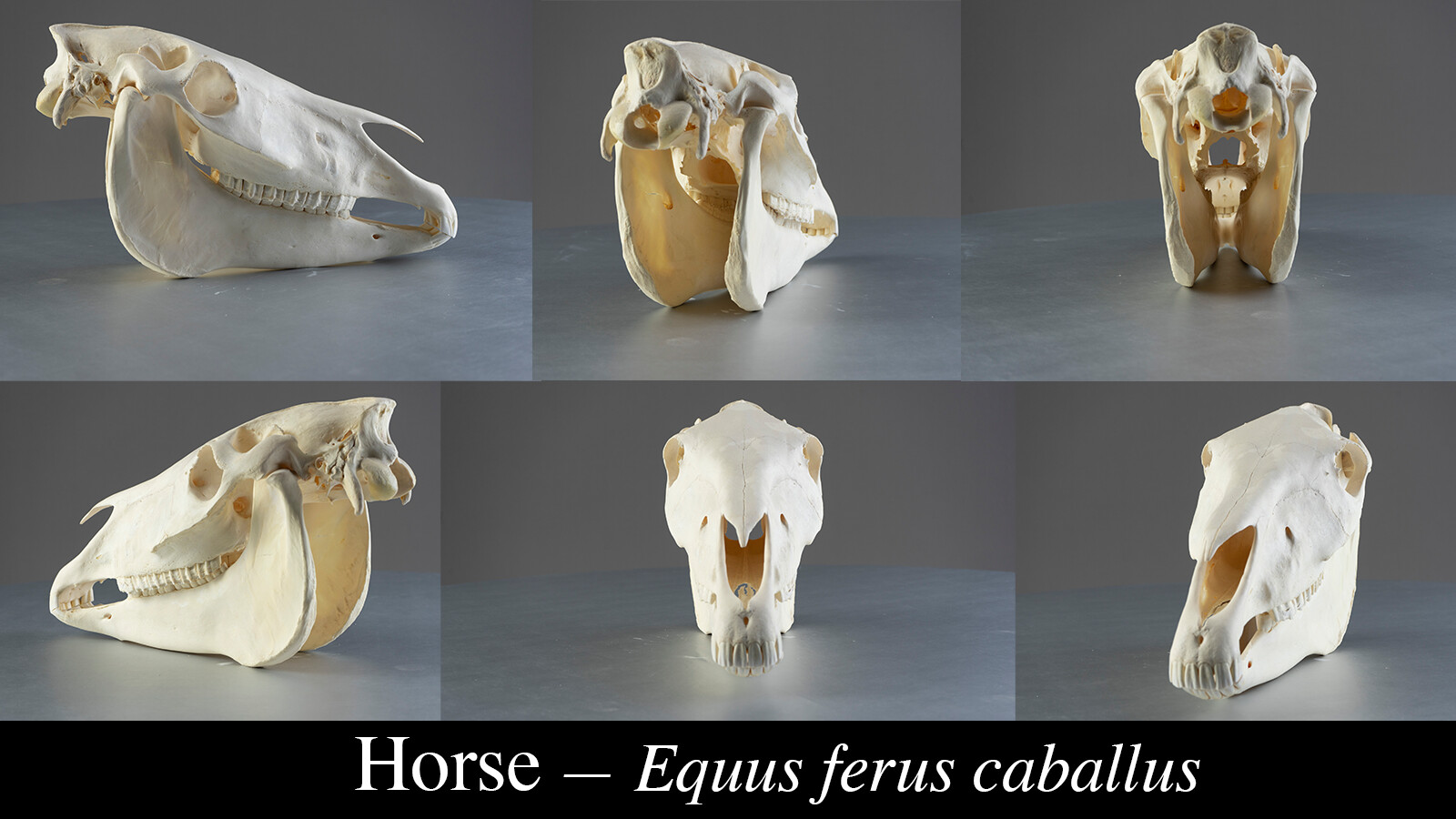 ArtStation - 1200+ Turnaround Skull Collection Reference Pictures ...