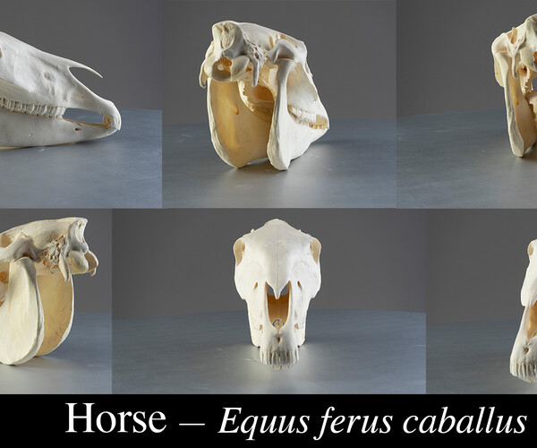 ArtStation - 1200+ Turnaround Skull Collection Reference Pictures ...