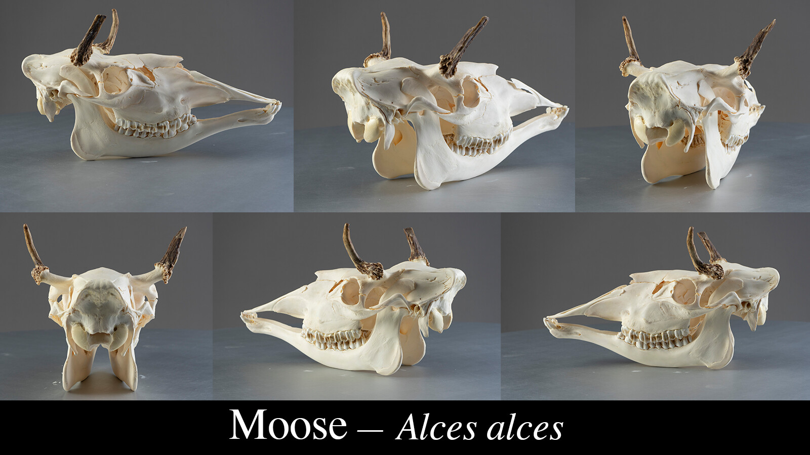ArtStation - 1200+ Turnaround Skull Collection Reference Pictures ...