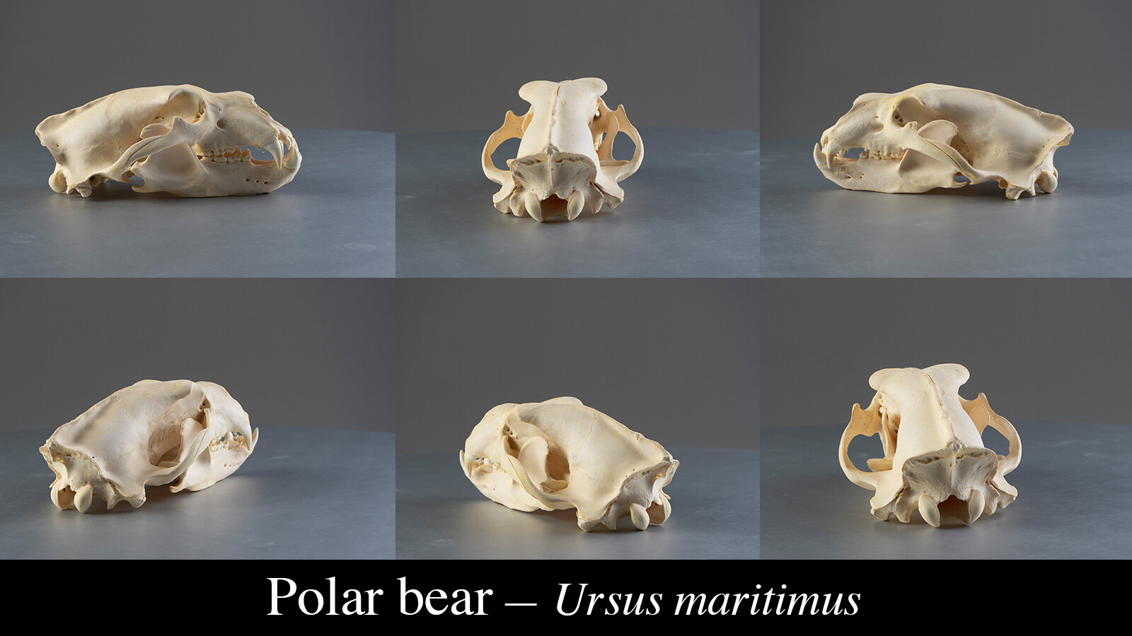 ArtStation - 1200+ Turnaround Skull Collection Reference Pictures ...