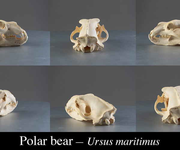 ArtStation - 1200+ Turnaround Skull Collection Reference Pictures ...