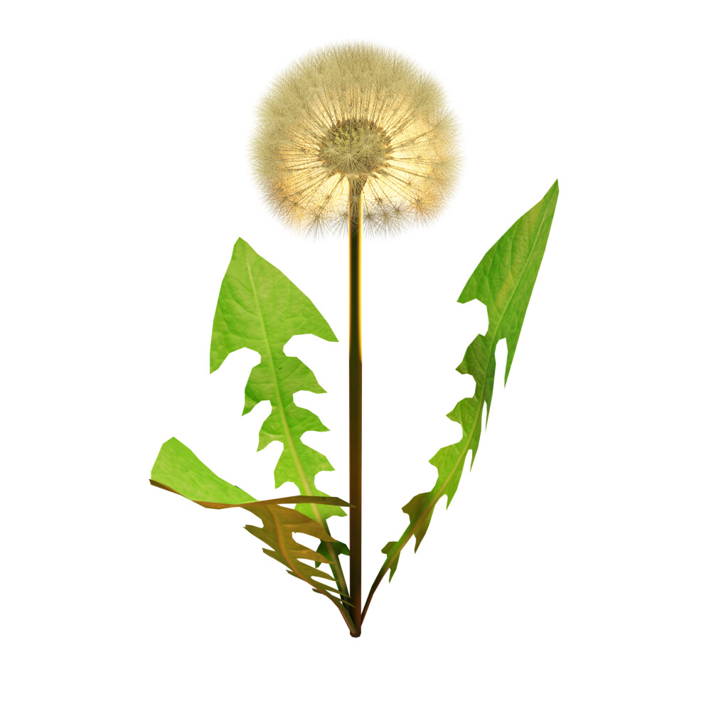 ArtStation - dandelion | Game Assets