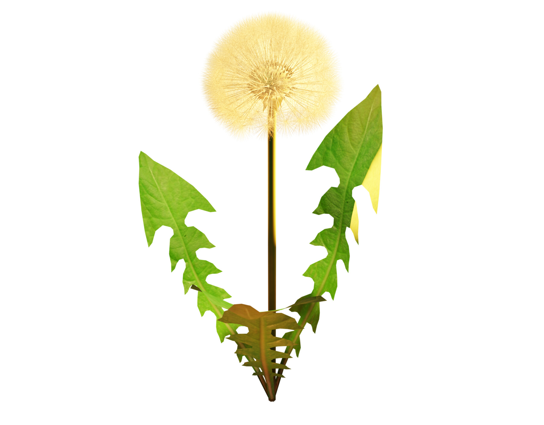 ArtStation - dandelion | Game Assets
