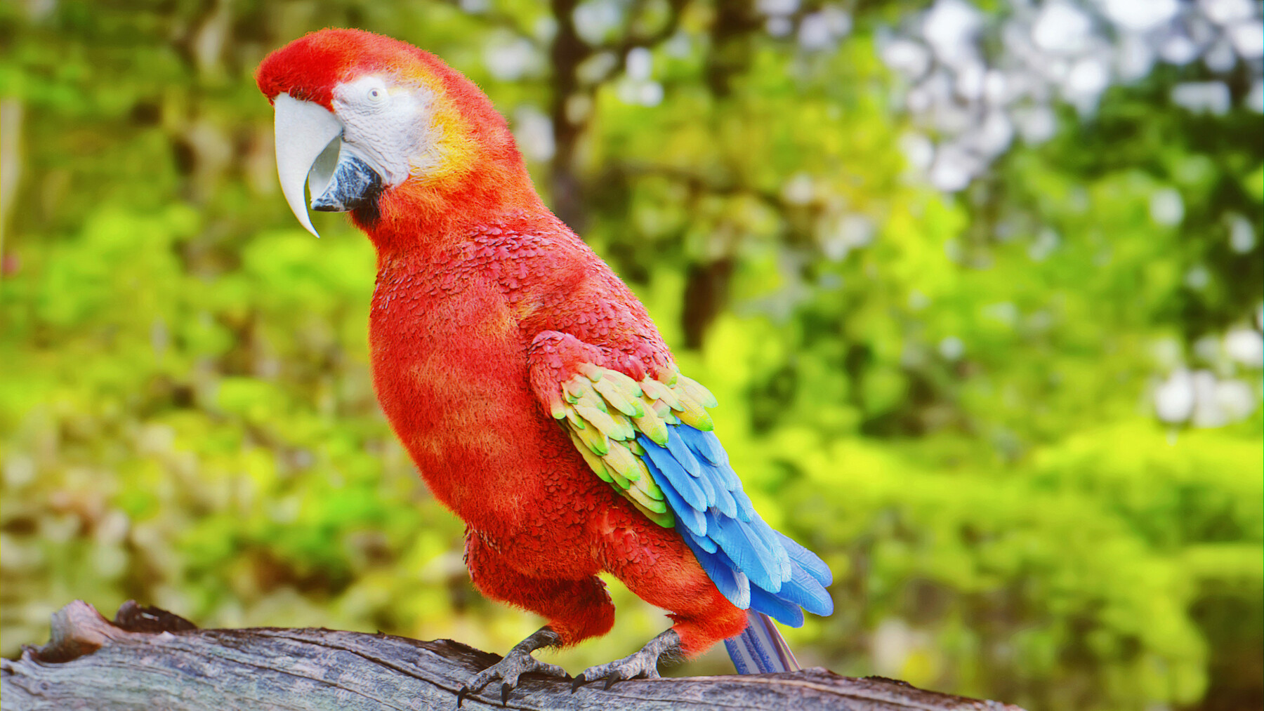 ArtStation - Parrot | Resources