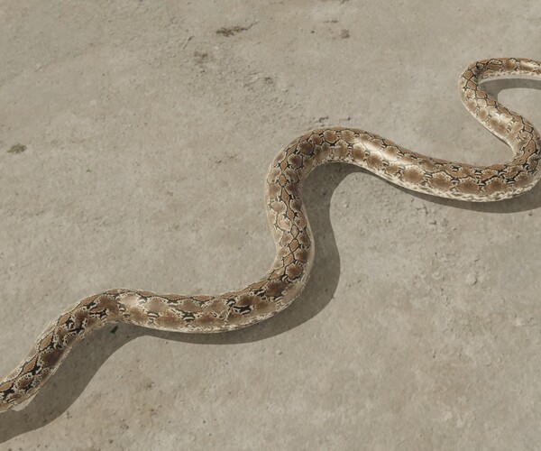 ArtStation - Rigged python 3D model | Resources