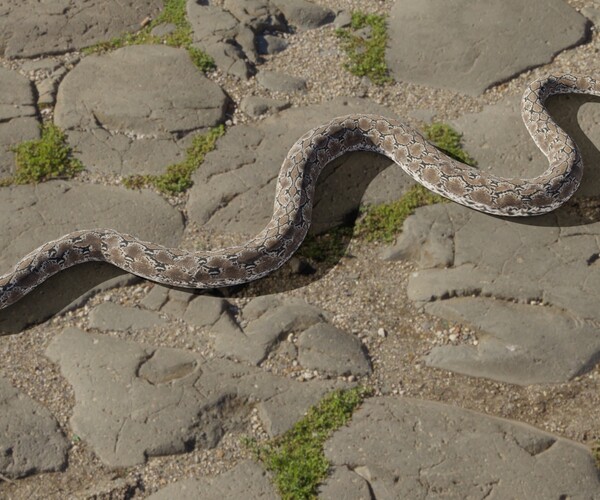 ArtStation - Rigged python 3D model | Resources