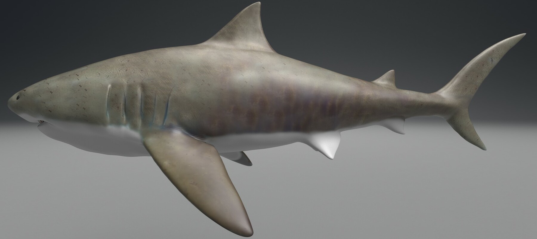 ArtStation - Shark 3D model | Resources