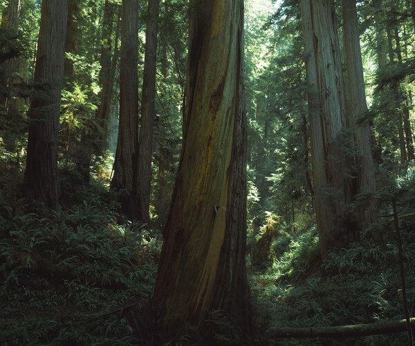 ArtStation - REDWOOD NATIONAL PARK | PHOTOPACK | Resources