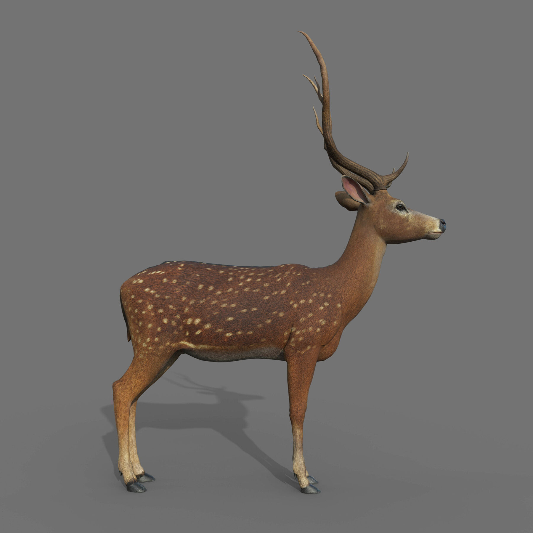 ArtStation - Realistic Deer 3d model with rigged | Game Assets